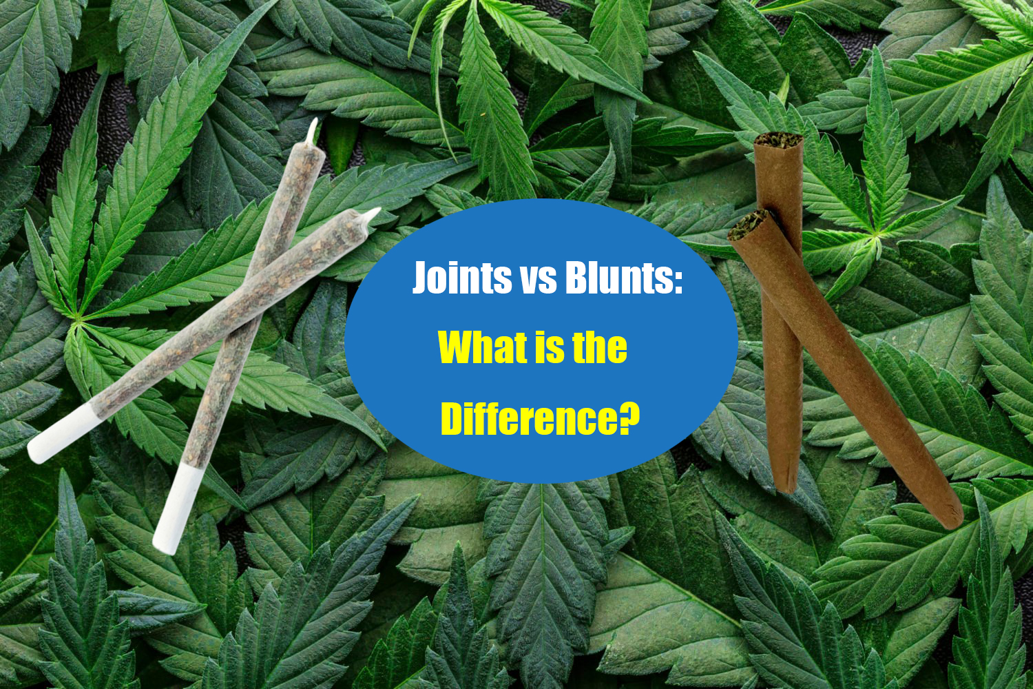 Weed Joints vs Blunts Comparison: What‘s the difference? | LOOKAH