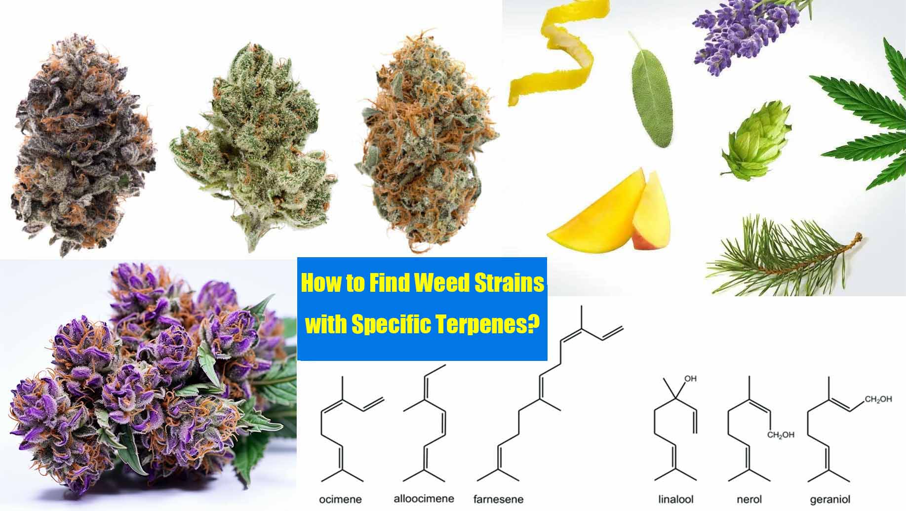 How to Find Weed Strains with Specific Terpenes?