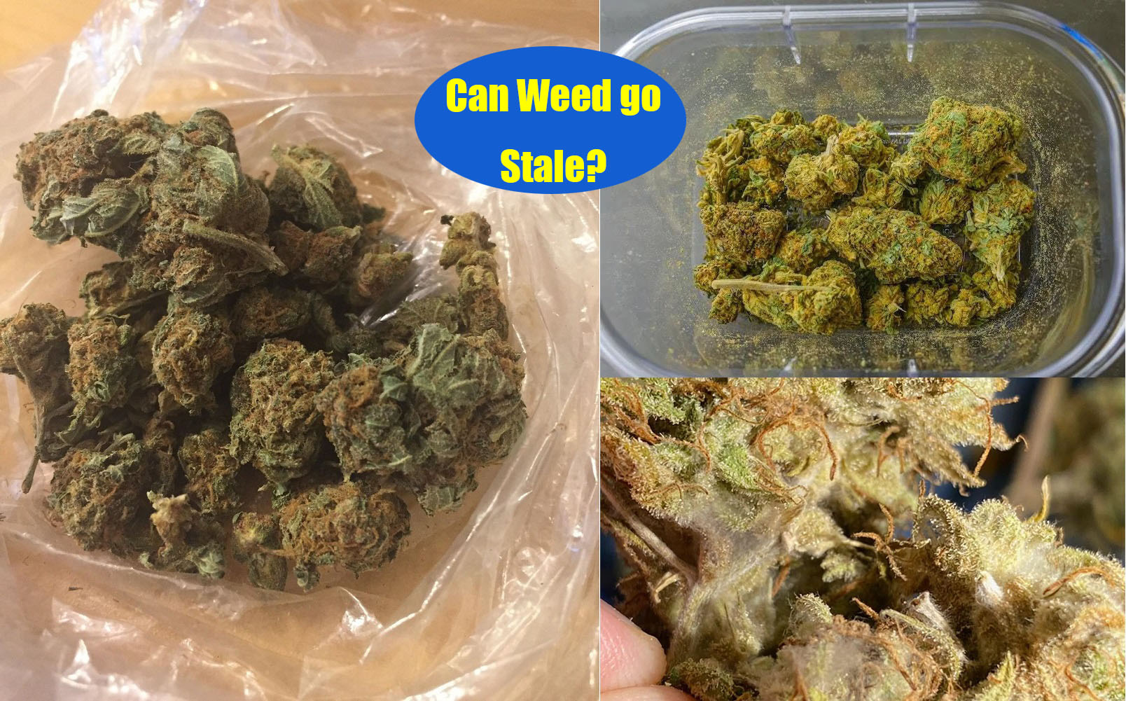 Can Weed go Stale? A Comprehensive Guide