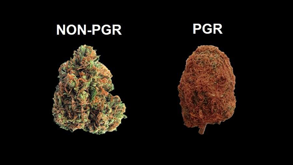 What is PGR weed | Lookah